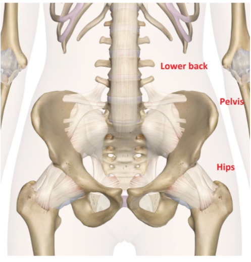 Lower Back Pinched Nerve Causes, Symptoms & Treatment - MSP